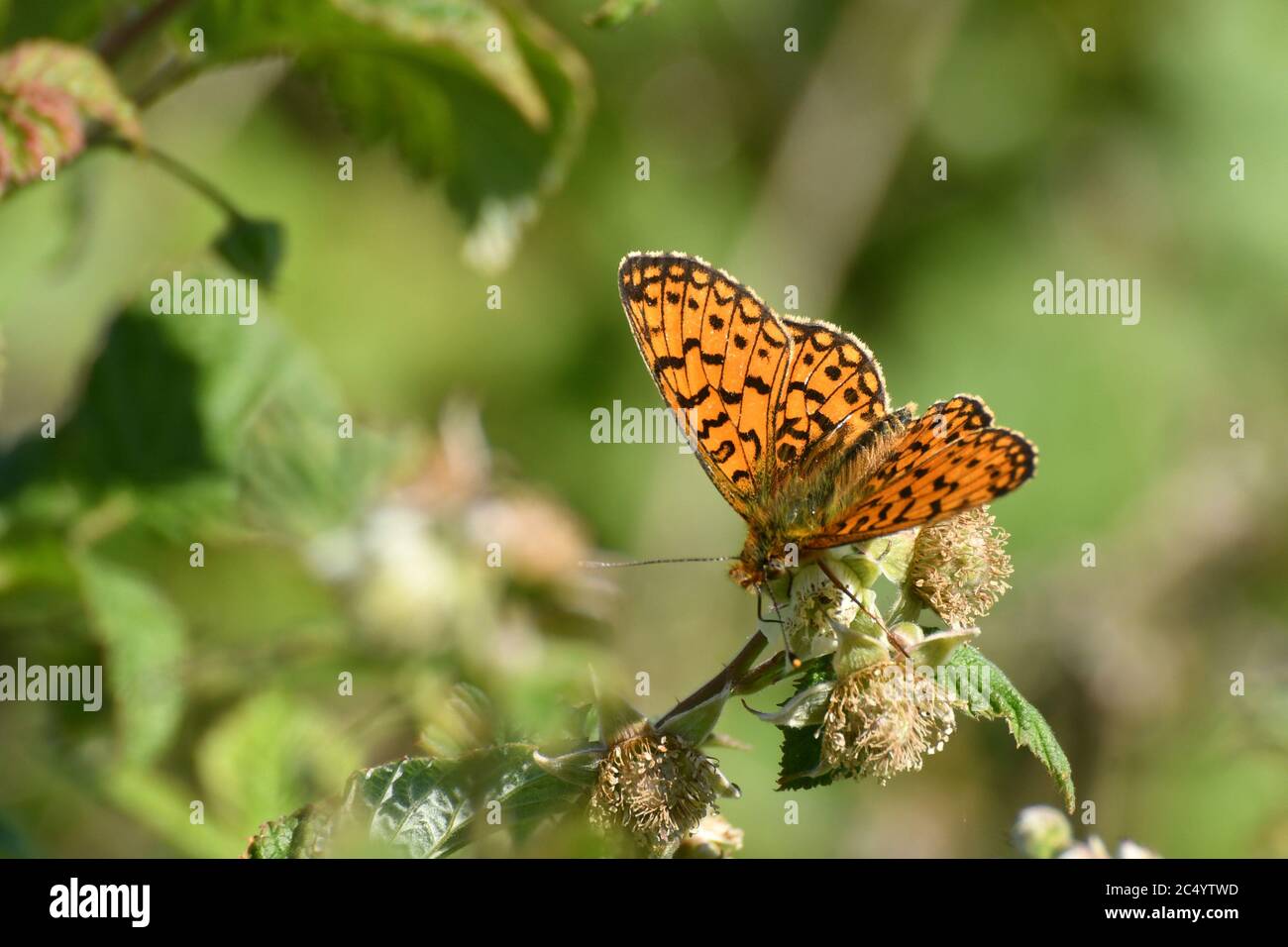 Ubley warren reserve hi-res stock photography and images - Alamy