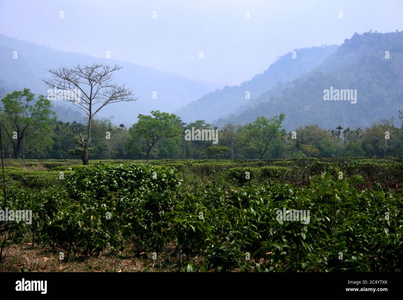 birds, female, gems, server Stock Photo - Alamy