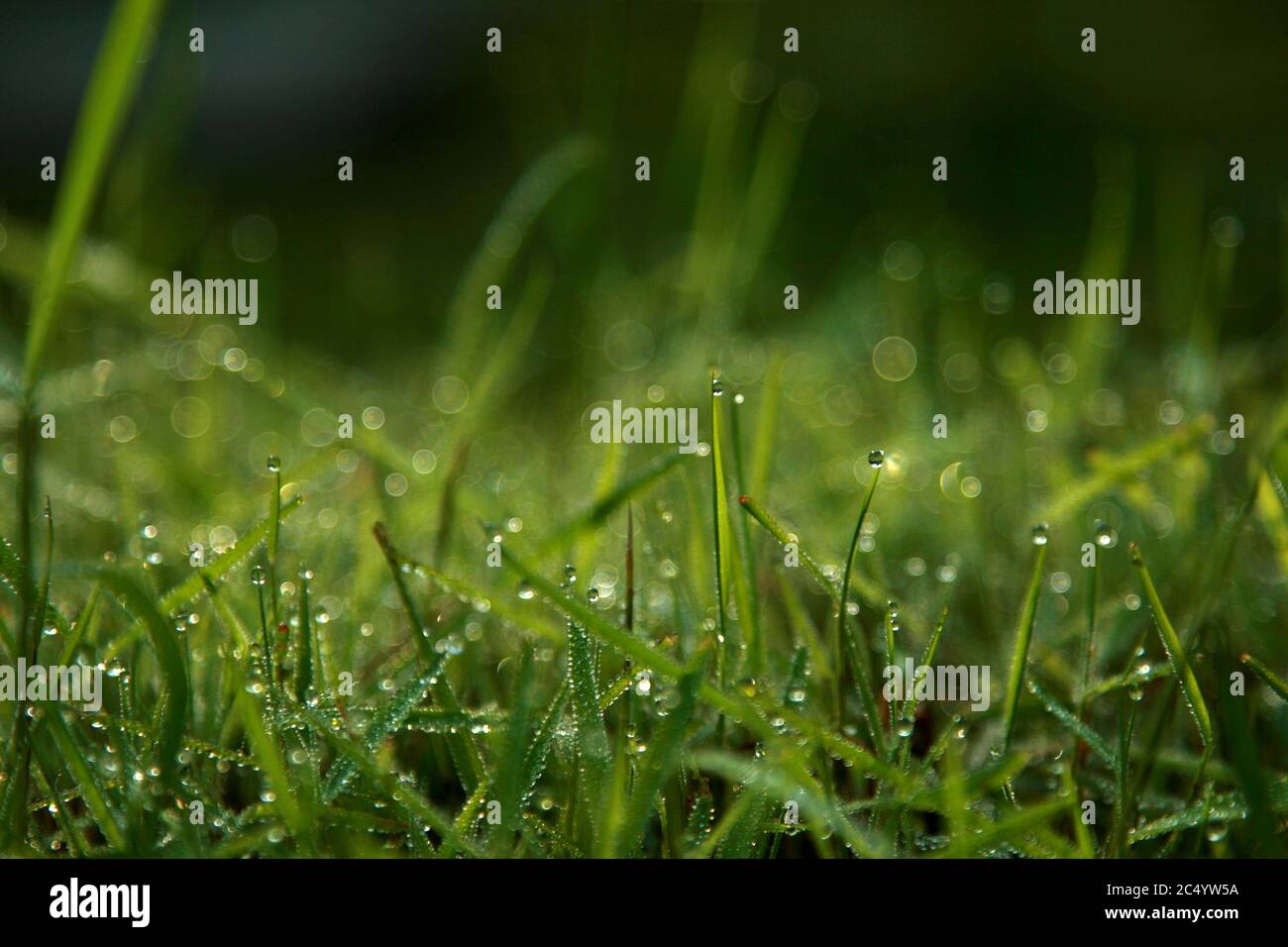 birds, female, gems, server Stock Photo - Alamy