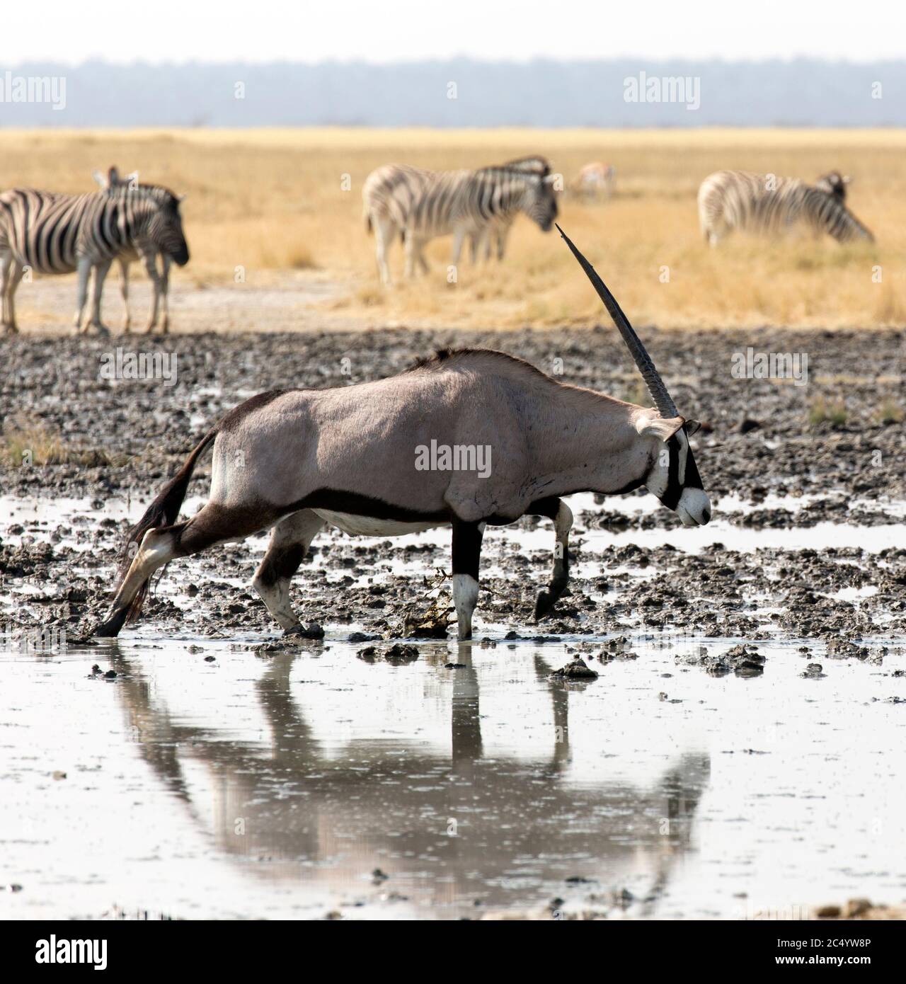 Orix namibia hi-res stock photography and images - Alamy
