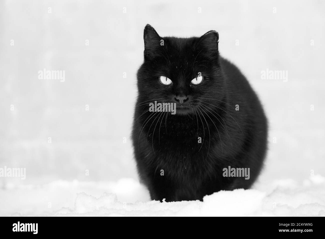 black cat and snow Stock Photo - Alamy