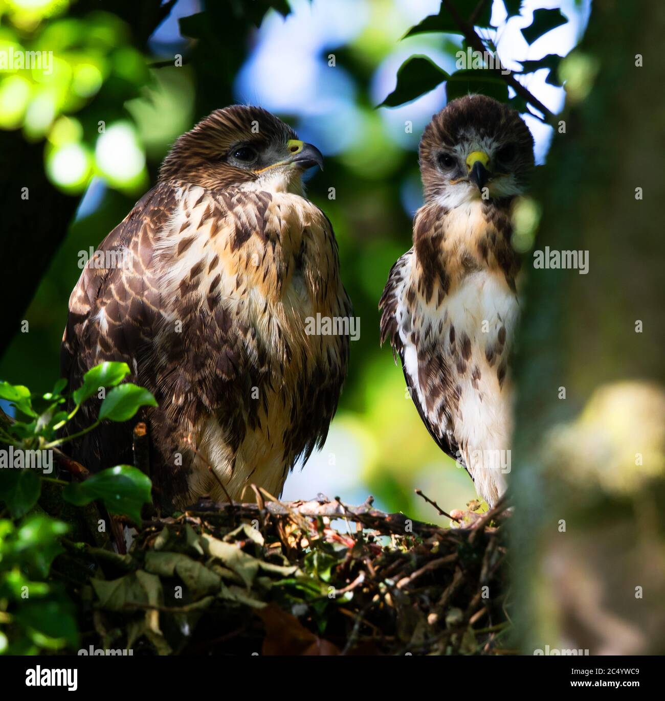 Buzzard chicks on the nest in the Cotswold Hills Gloucestershire Stock ...