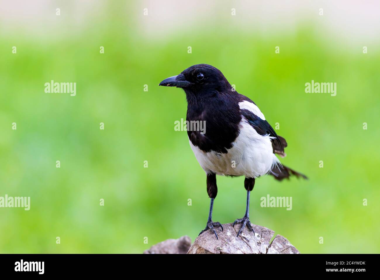 Crow. Eurasian Magpie. Gren yellow nature background. Bird: Eurasian ...