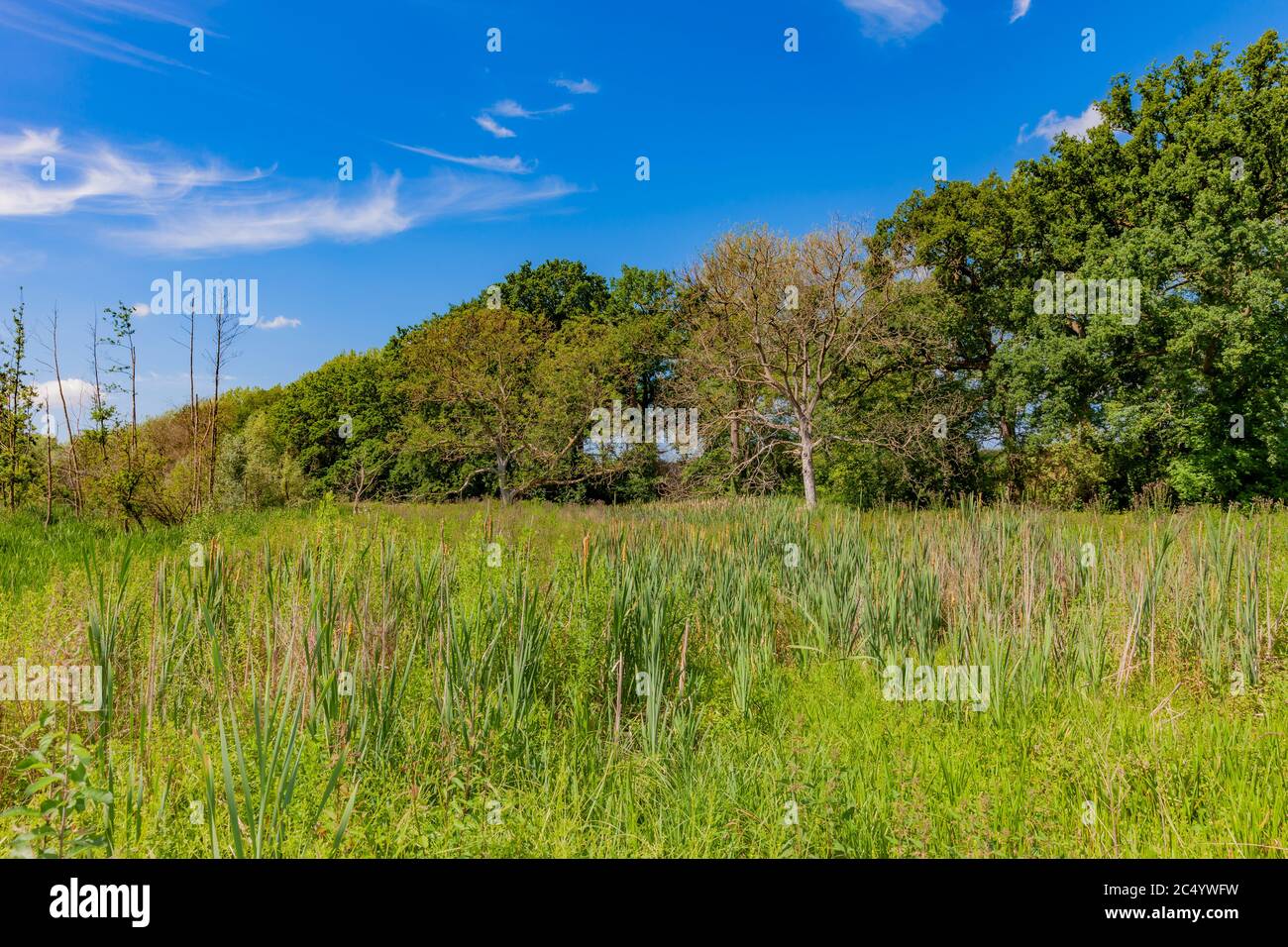 Marshy land with thick wild grass, bulrush or reedmace, abundant ...