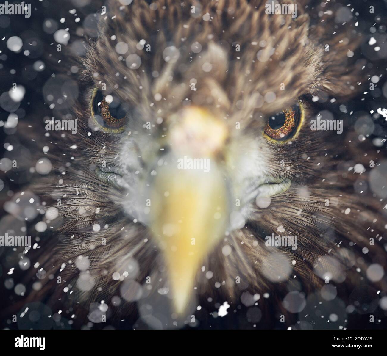 Portrait of eagle, White-tailed (Haliaeetus albicilla). Winter scene in ...