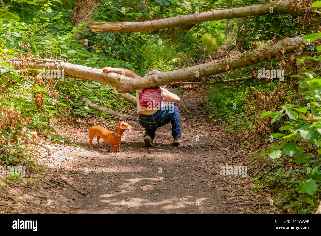 Mature woman with her dog passing under a tree trunk obstructing the ...