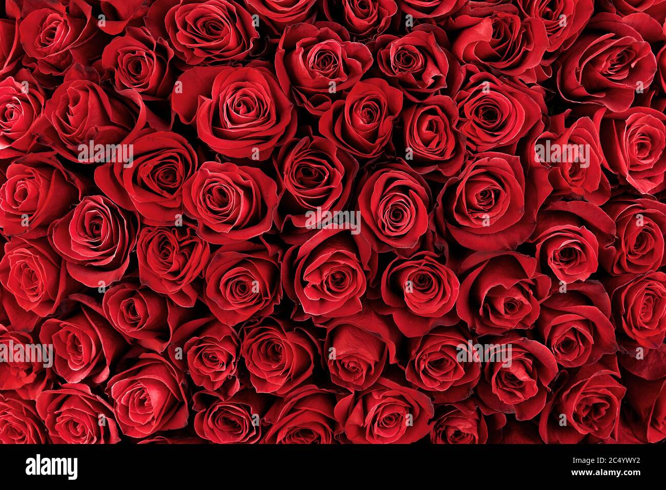 Natural red roses background. flower background Stock Photo - Alamy