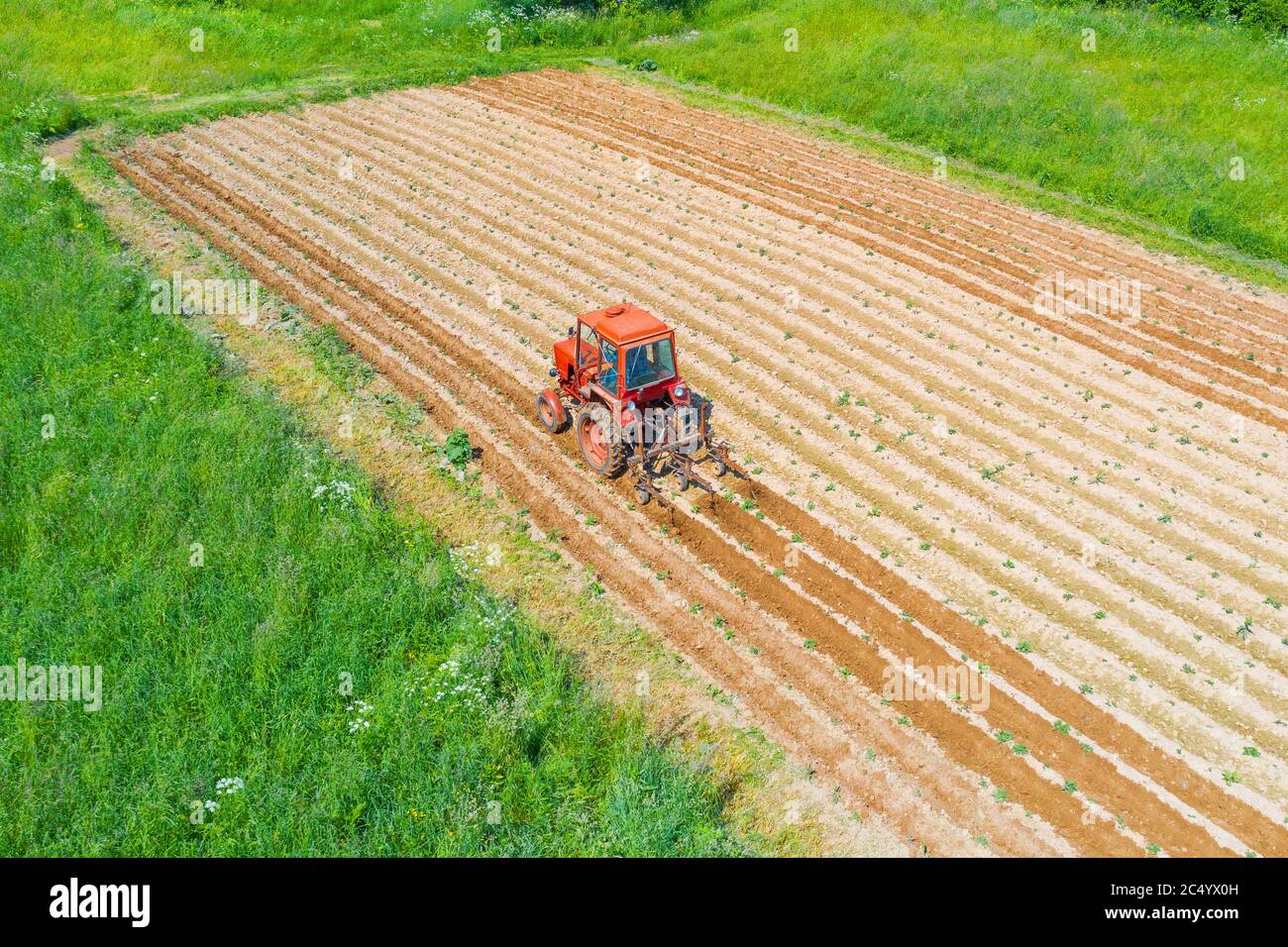 Spudding soil near row field vegetable plants using a tractor and ...