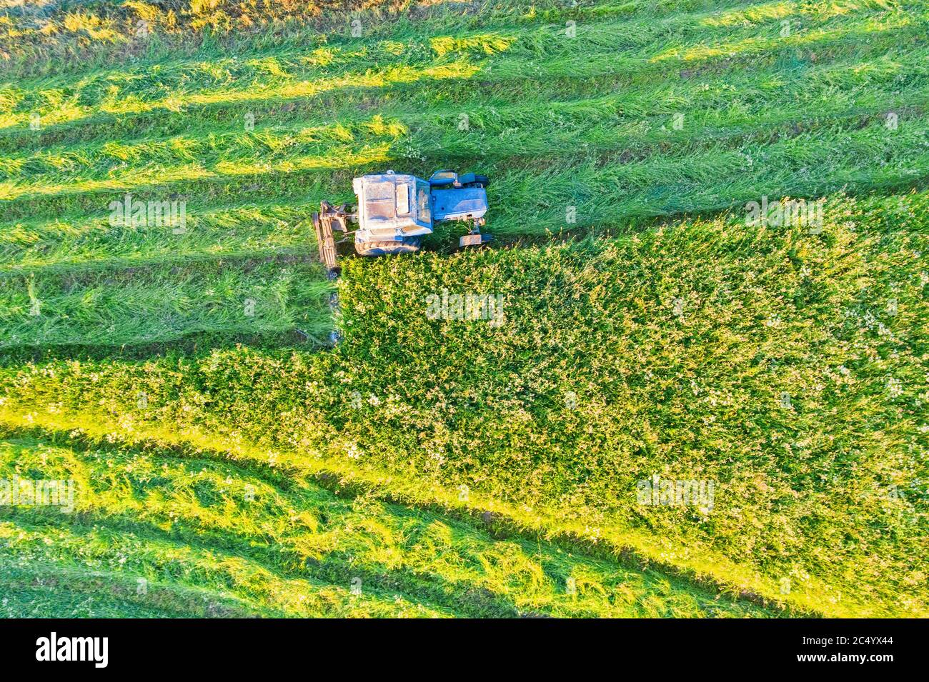 Aerial top view farm scene agricultural tractor mows grass with a mower ...