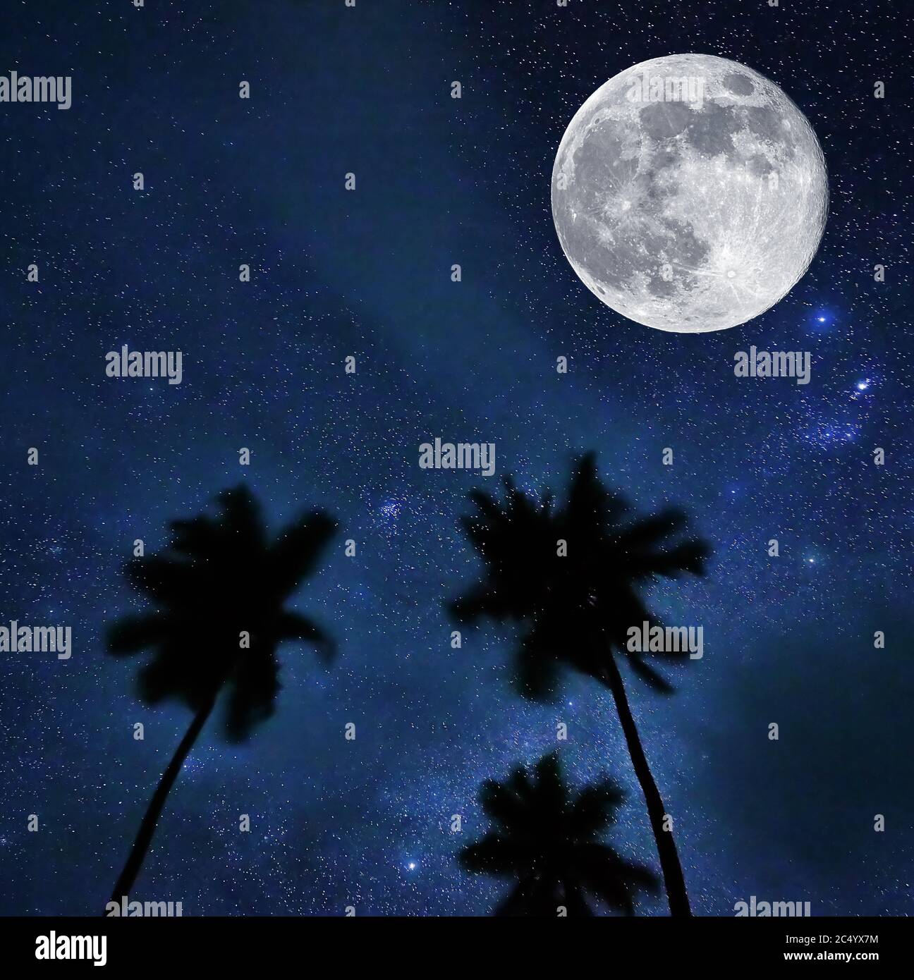 Starry sky palm trees hi-res stock photography and images - Alamy