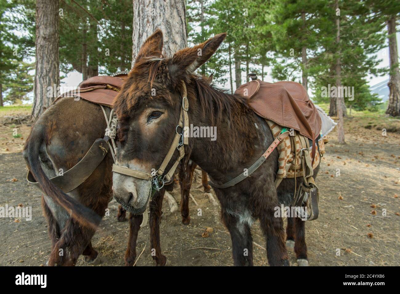 Sicilian Donkey High Resolution Stock Photography and Images - Alamy