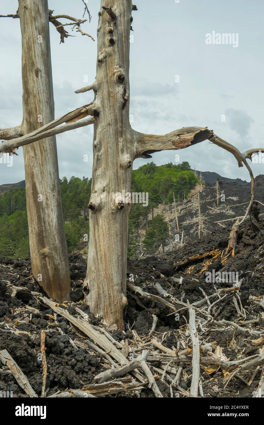 On dead trees hi-res stock photography and images - Alamy