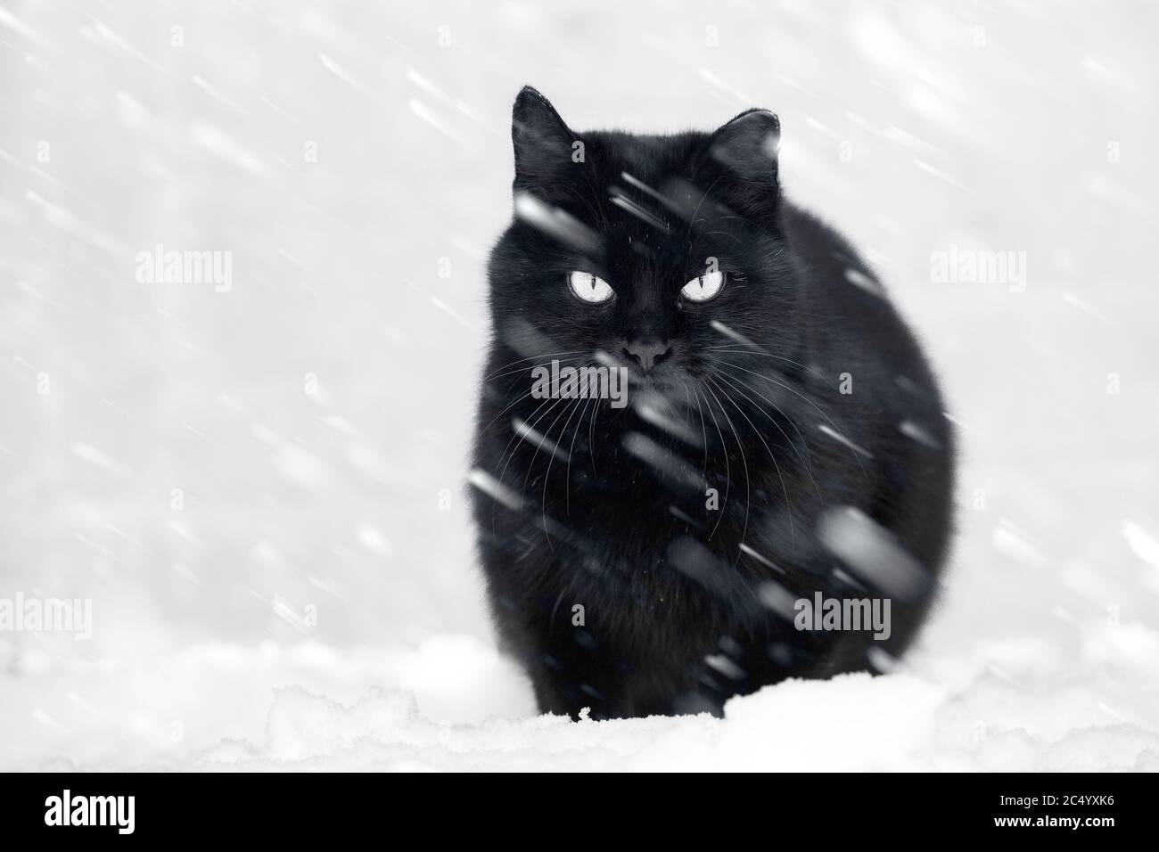 black cat and snow Stock Photo - Alamy