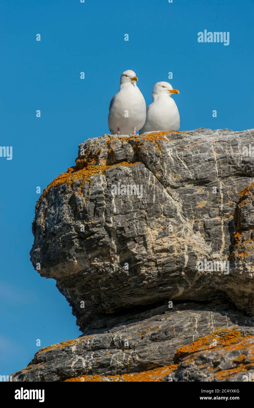 Glaucous gulls (Larus hyperboreus) sitting on a rock near their nest at Gnalodden in the ...
