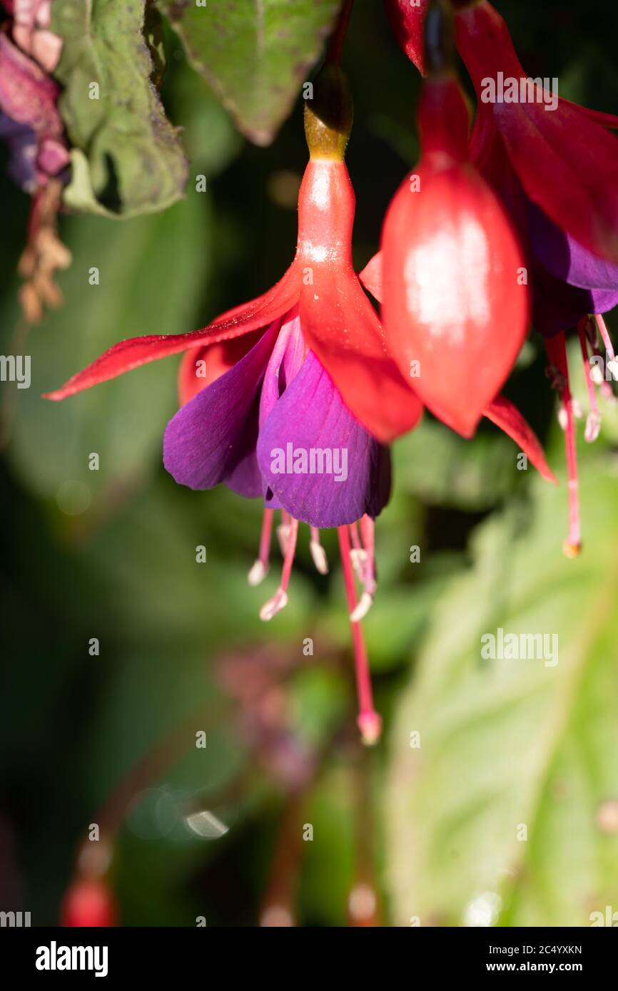 Red and purple Fuchsia Stock Photo - Alamy