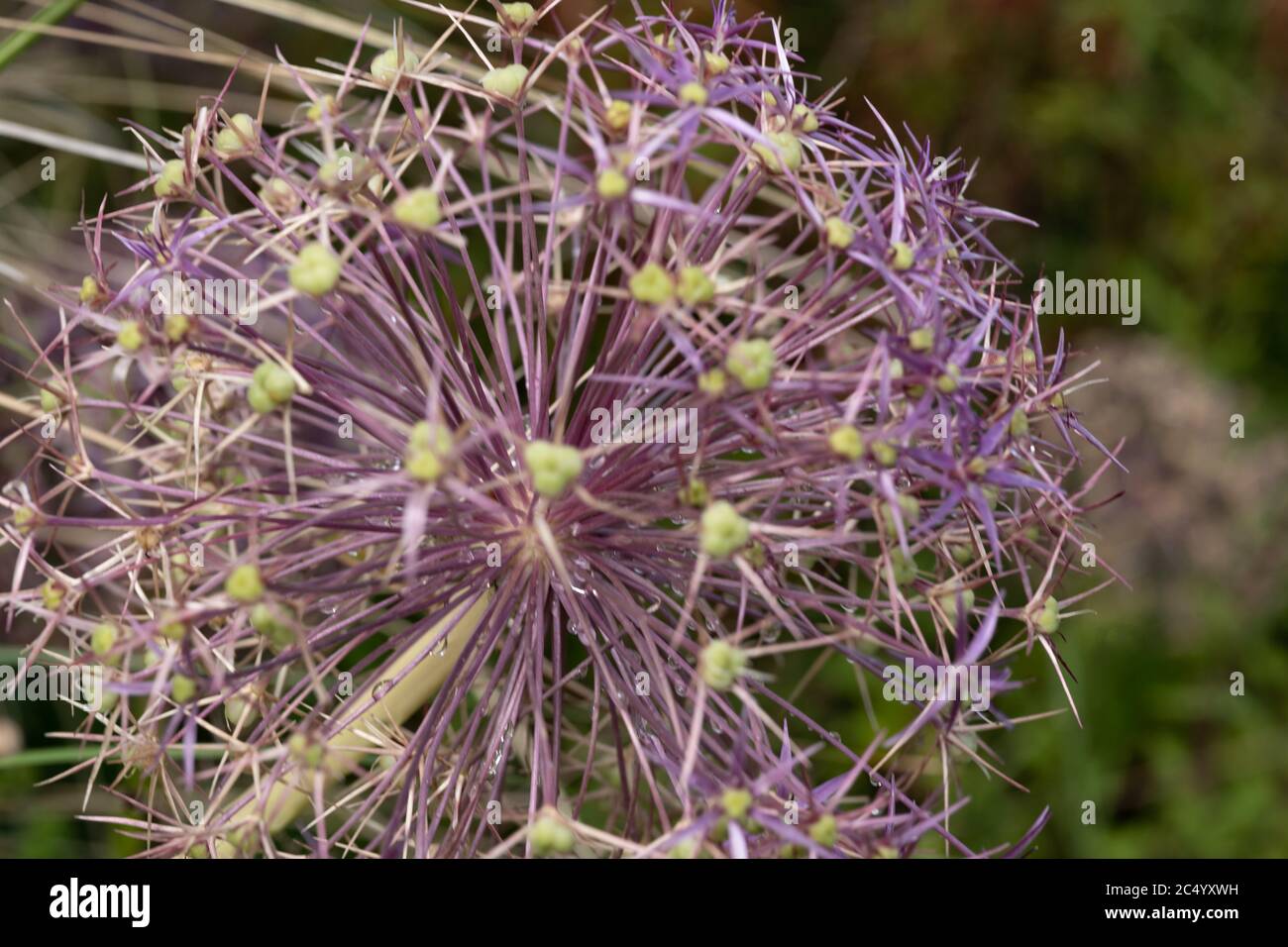 Allium / Onion flower Stock Photo - Alamy
