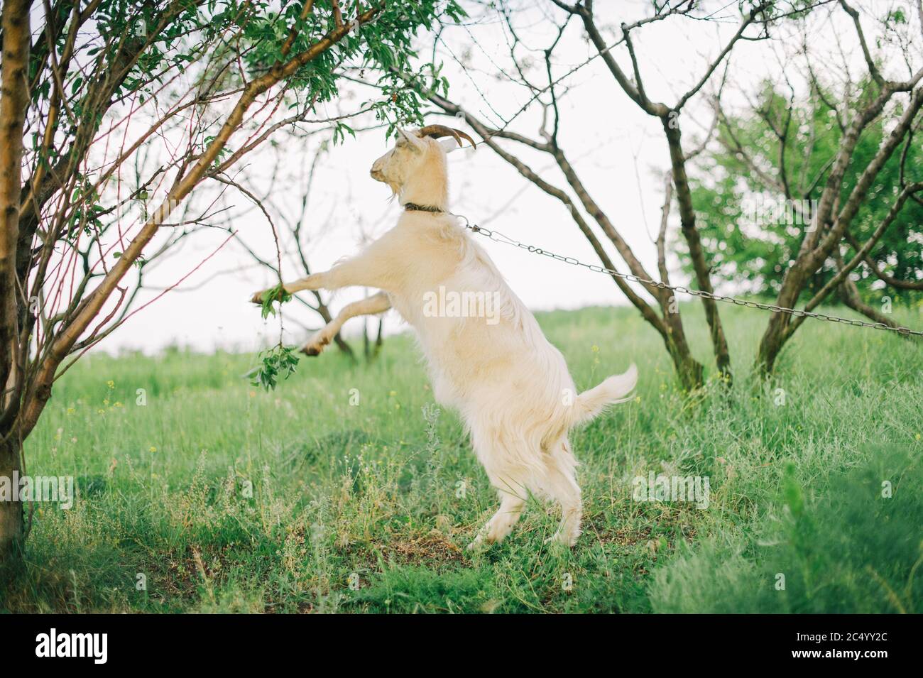 Goats grazing on fresh grass, low wide angle photo with strong sun ...