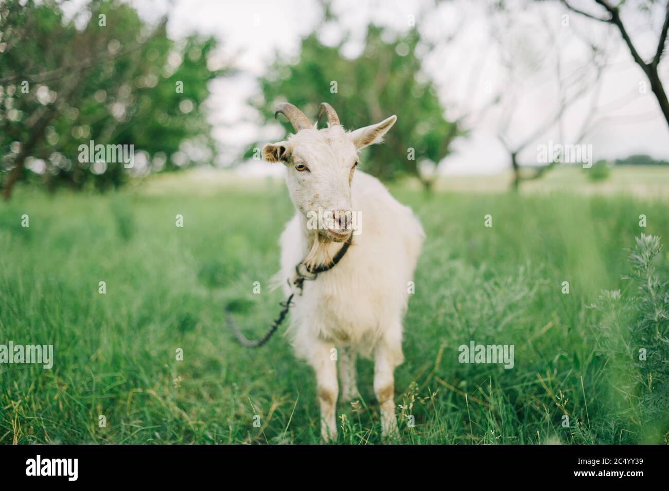 Goats grazing on fresh grass, low wide angle photo with strong sun ...