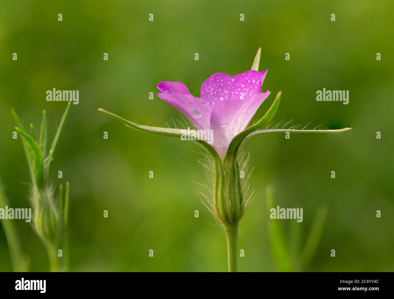 Corn cokle, agrostemma githago flower in a field of flowers with dew ...