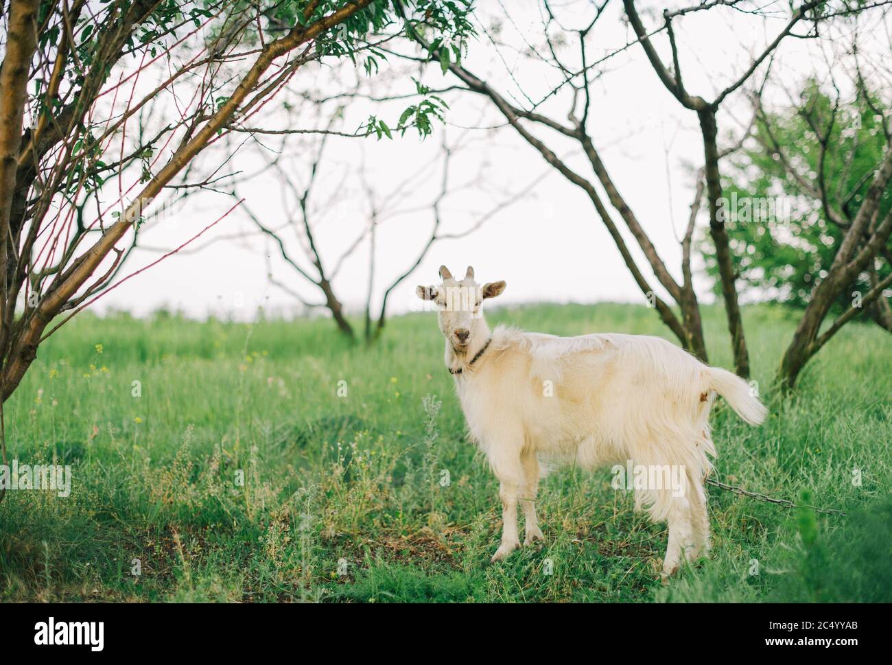Goats grazing on fresh grass, low wide angle photo with strong sun ...