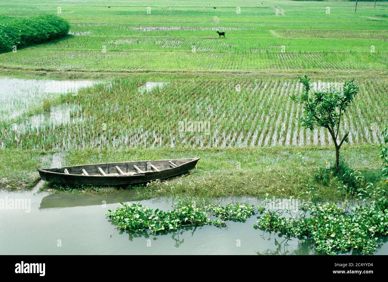 Country side, Bangladesh Stock Photo - Alamy