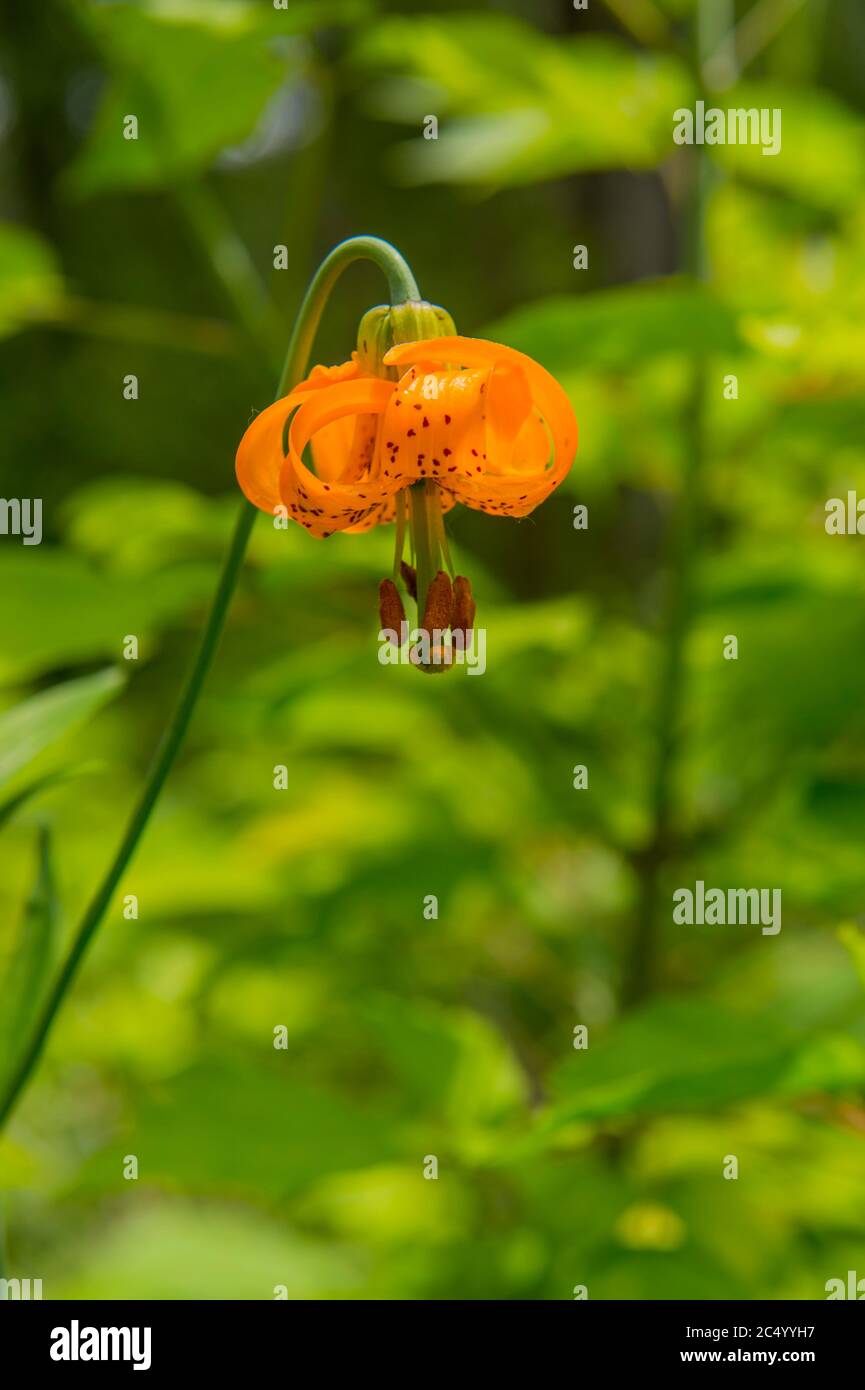Close-up of a Columbia lily (Lilium columbianum) flower in the ...