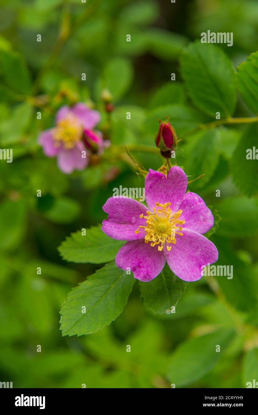 Nootka rose hi-res stock photography and images - Alamy
