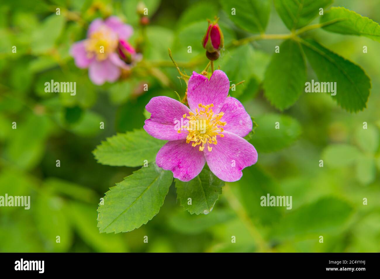 Nootka rose hi-res stock photography and images - Alamy