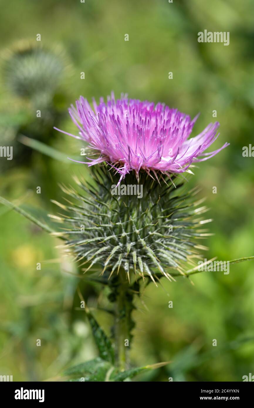 Pink thistle hi-res stock photography and images - Alamy