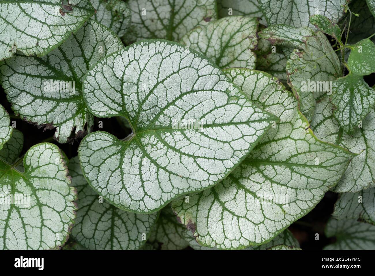 Brunnera / Siberian Bugloss, variegated Stock Photo - Alamy