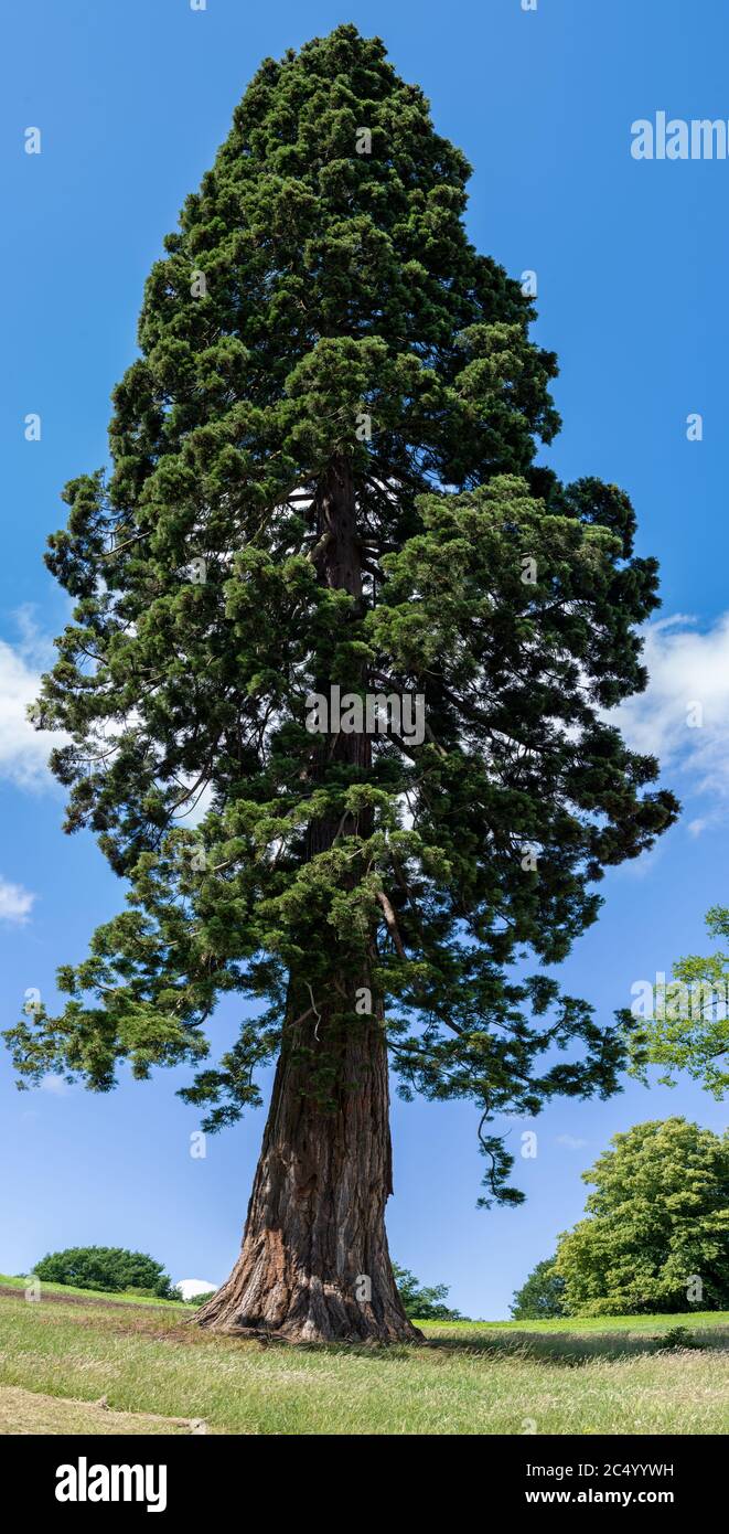 Lone fir tree hi-res stock photography and images - Alamy