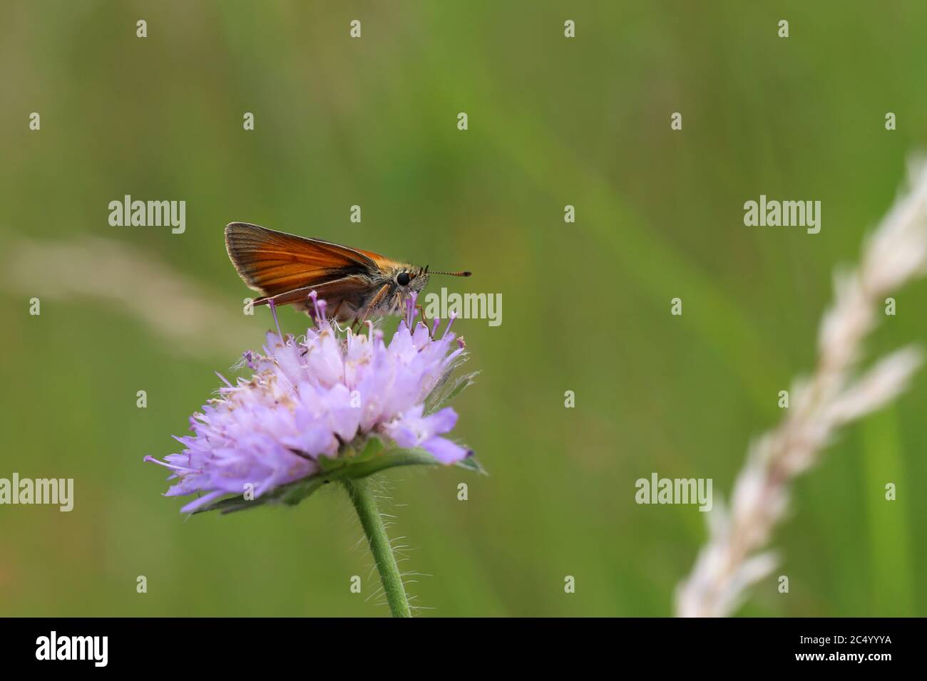Himalayan butterfly hi-res stock photography and images - Alamy