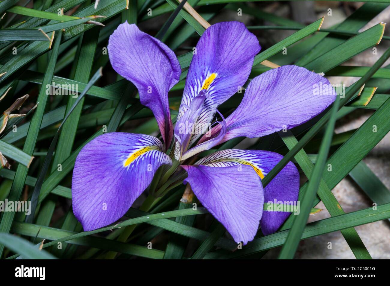 Algerian species hi-res stock photography and images - Alamy
