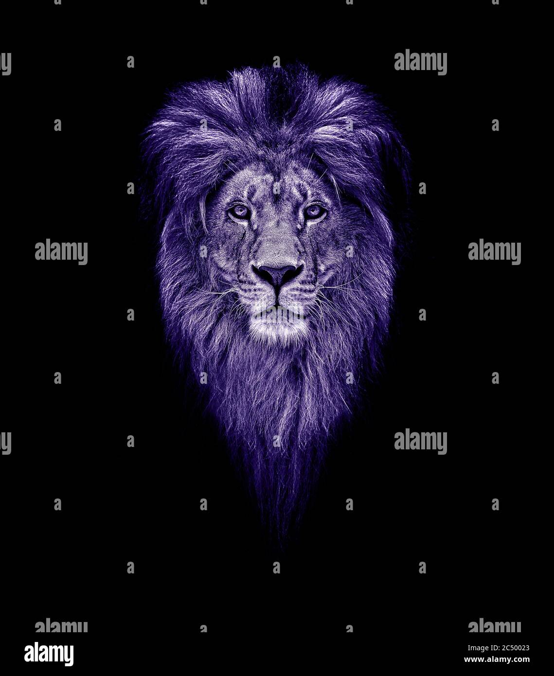 Portrait of a Beautiful lion, lion in dark. Portrait of a leader. king ...