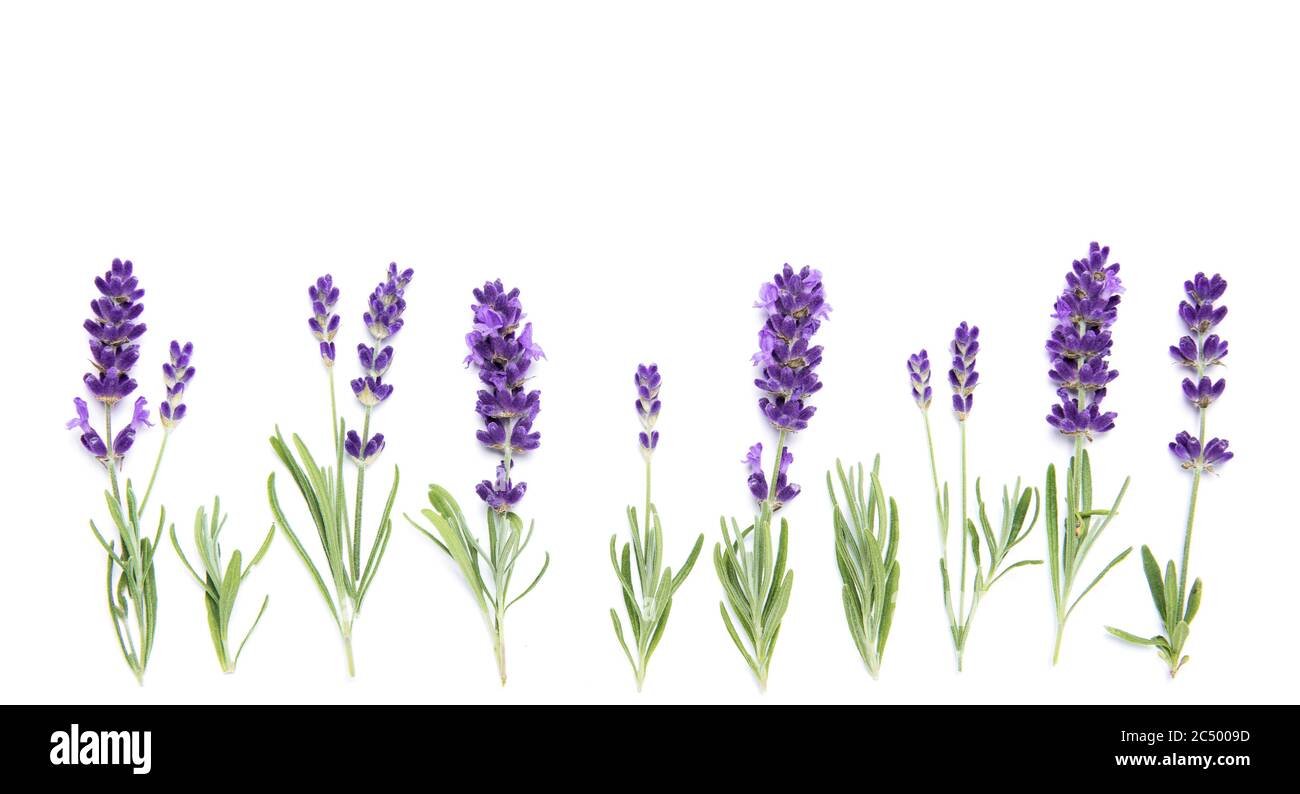 Lavender Flower Border