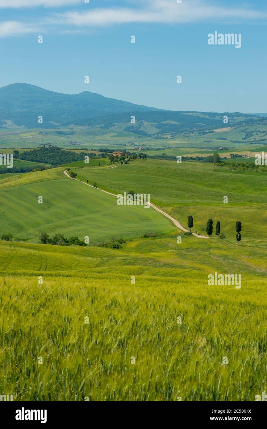 Landscape with Italian cypress trees (Cupressus sempervirens) and road ...