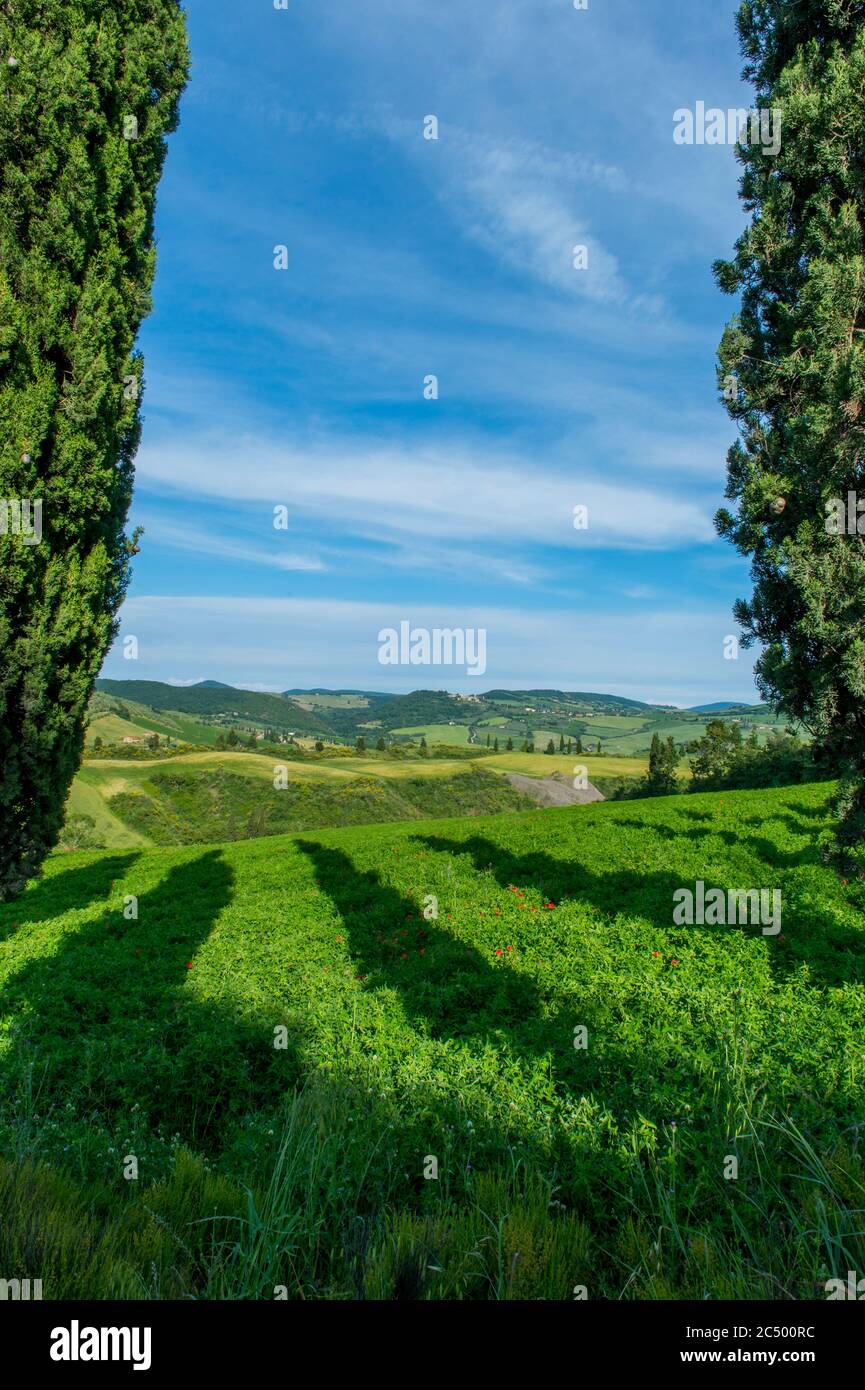 Landscape with Italian cypress trees (Cupressus sempervirens) in the ...