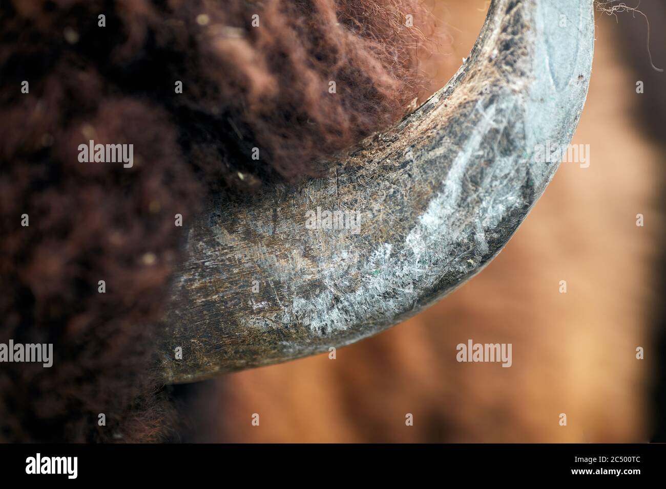Horn of a Buffalo. American bison (Bison bison) closeup Stock Photo - Alamy