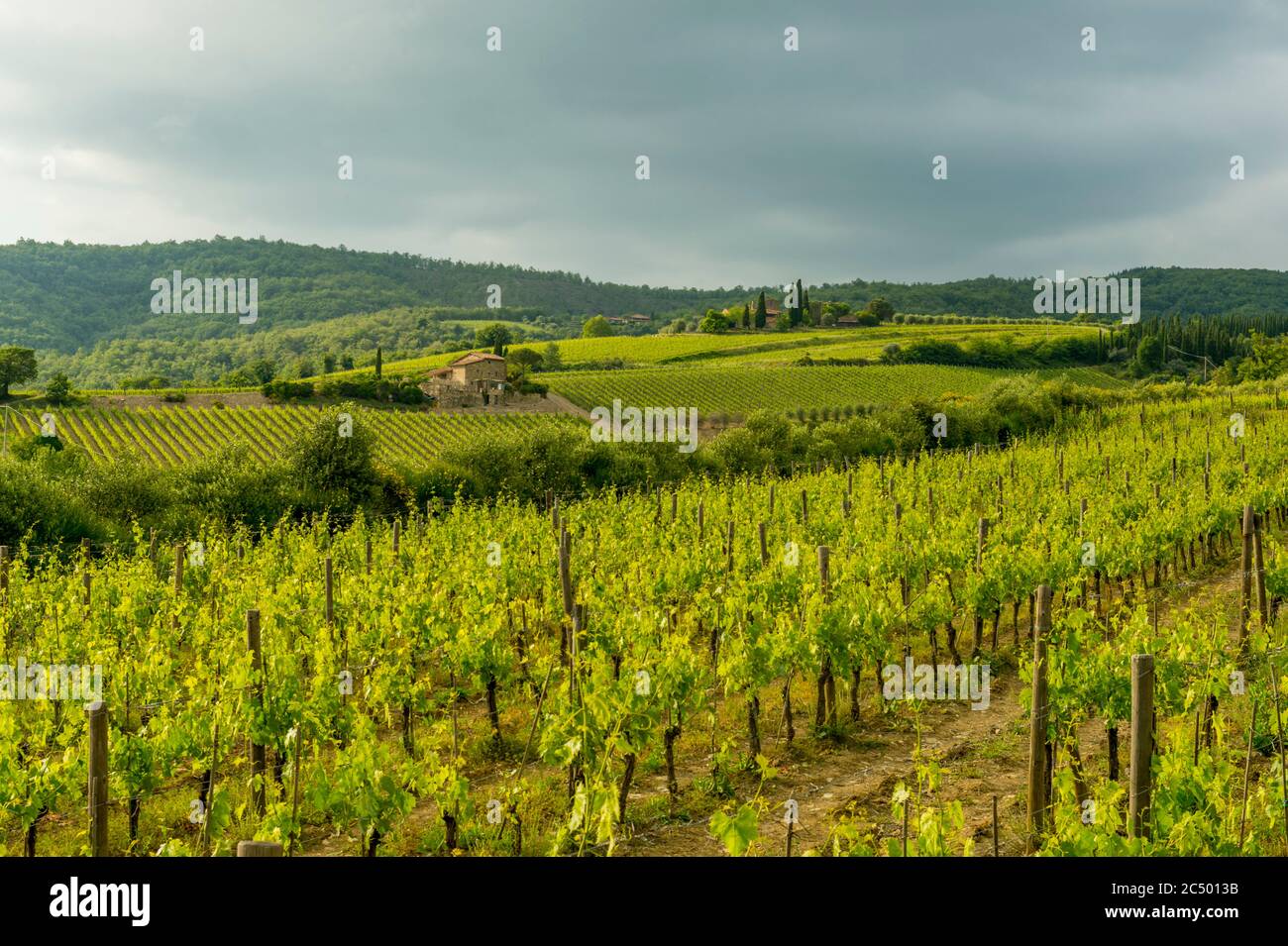 Vineyard in the chianti region hi-res stock photography and images - Alamy