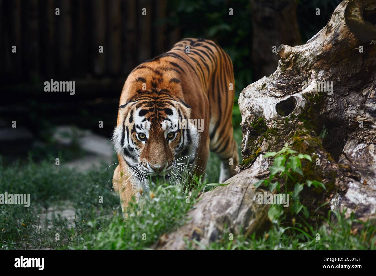 Siberian tiger (Panthera tigris altaica), also known as the Amur tiger ...