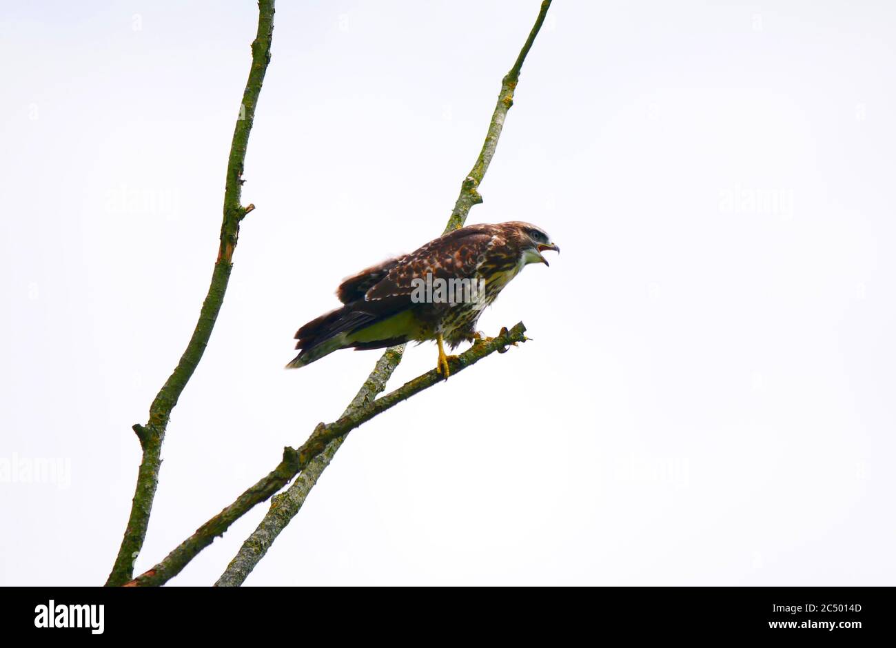 Shouting bird hi-res stock photography and images - Alamy