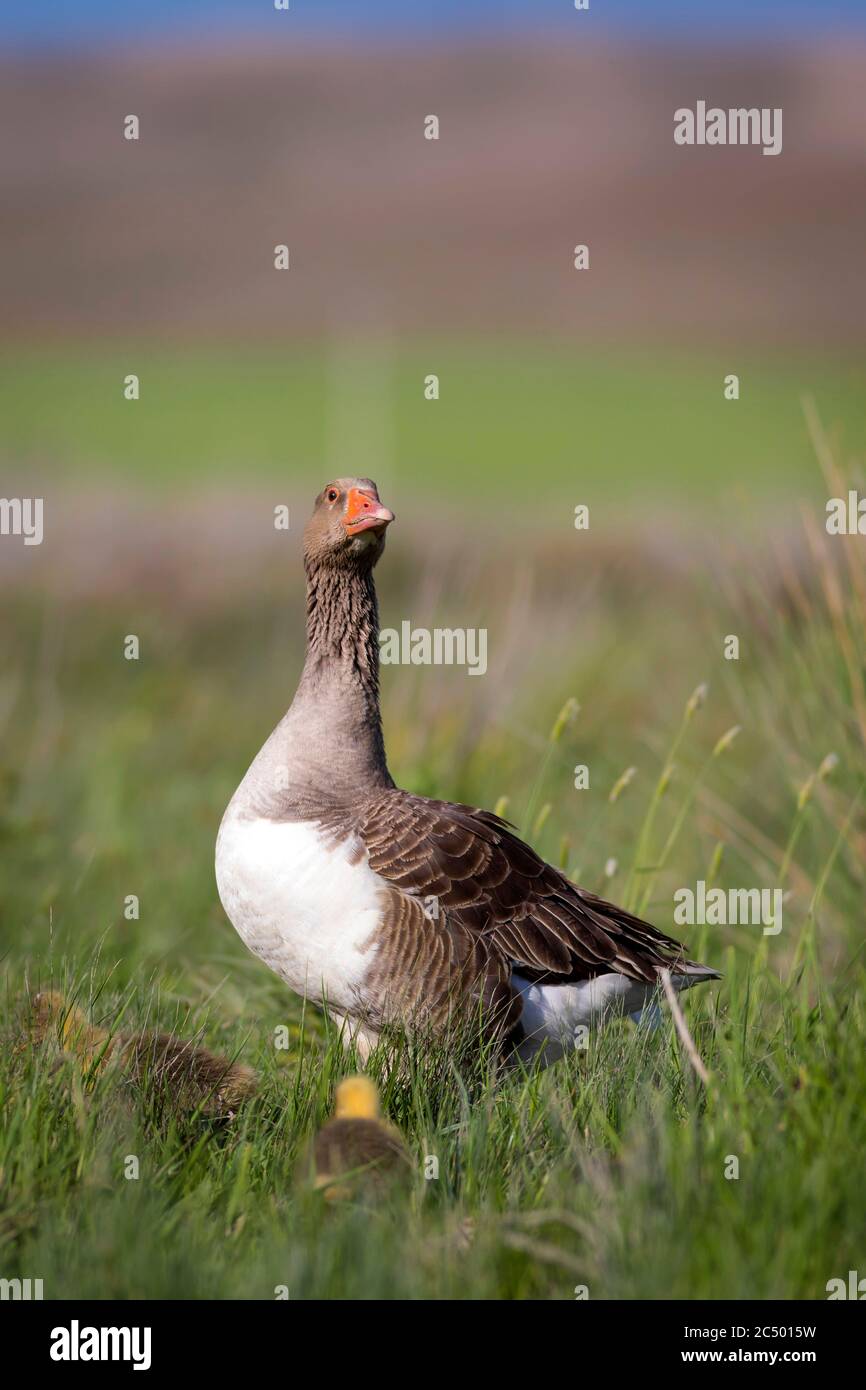 Goose family. Green nature habitat background. Birds: Greylag Goose ...