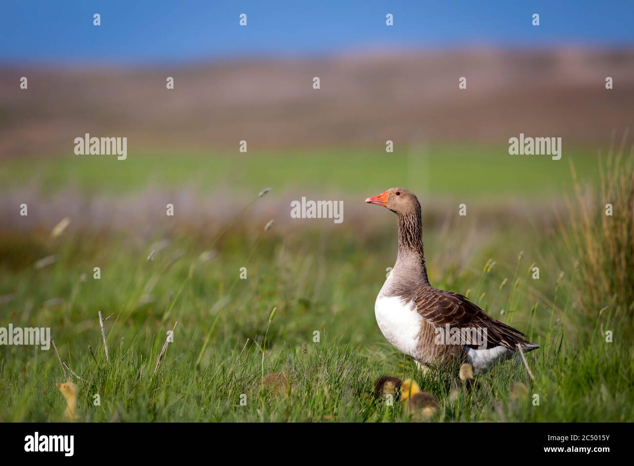 Goose family. Green nature habitat background. Birds: Greylag Goose ...