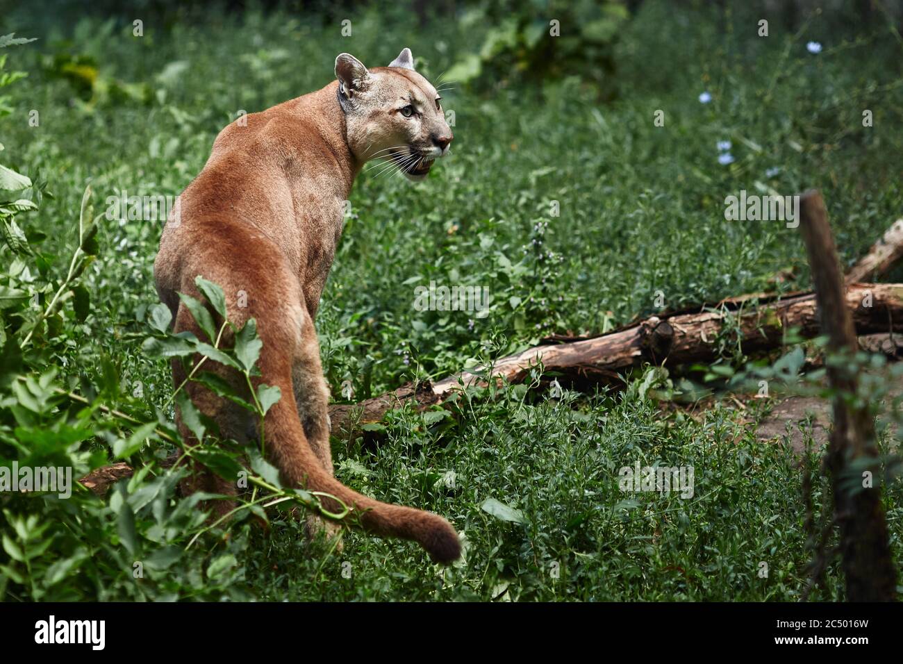Portrait of Beautiful Puma. Cougar, mountain lion, puma, panther ...