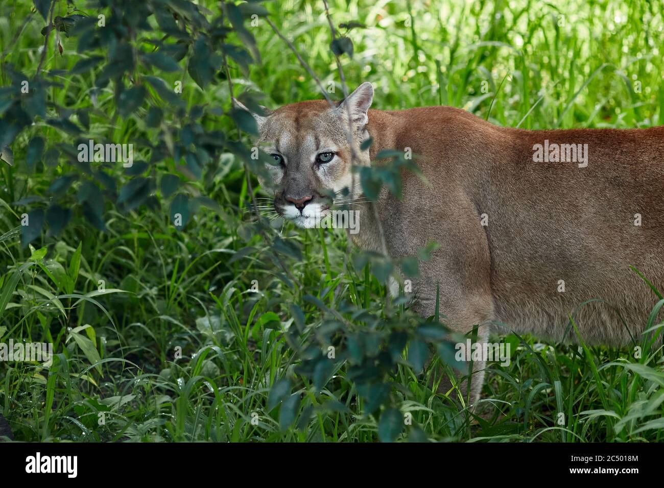 Portrait of Beautiful Puma. Cougar, mountain lion, puma, panther ...