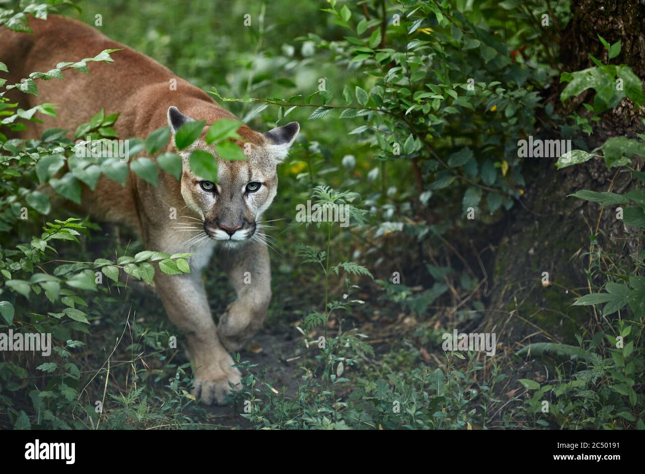 Portrait of Beautiful Puma. Cougar, mountain lion, puma, panther ...