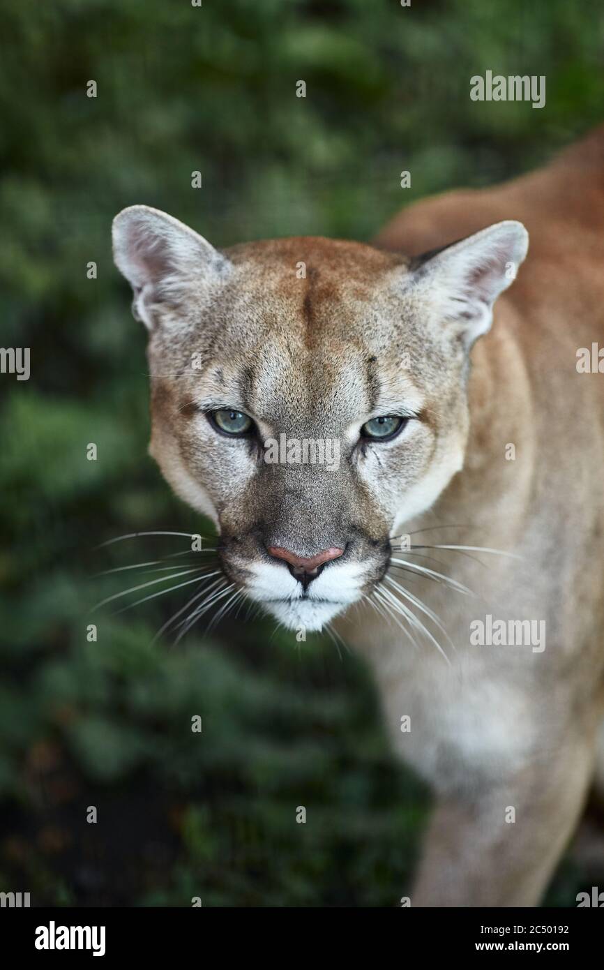Portrait of Beautiful Puma. Cougar, mountain lion, puma, panther ...