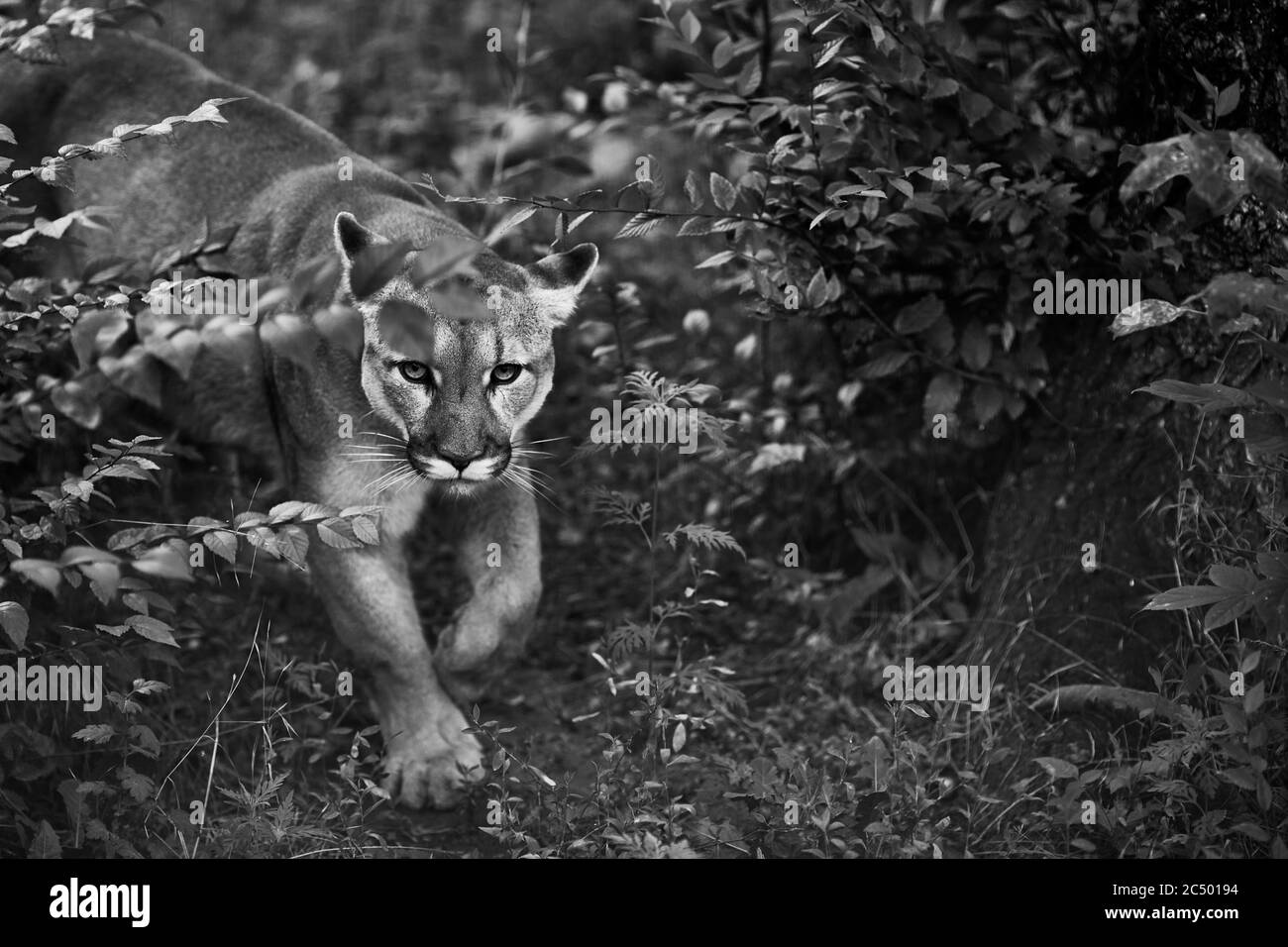 Portrait of Beautiful Puma. Cougar, mountain lion, puma, panther ...
