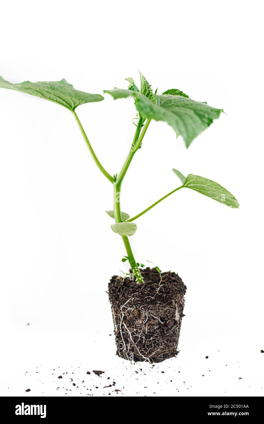 Green plant with roots on a white background. Cucumber sprout Stock ...