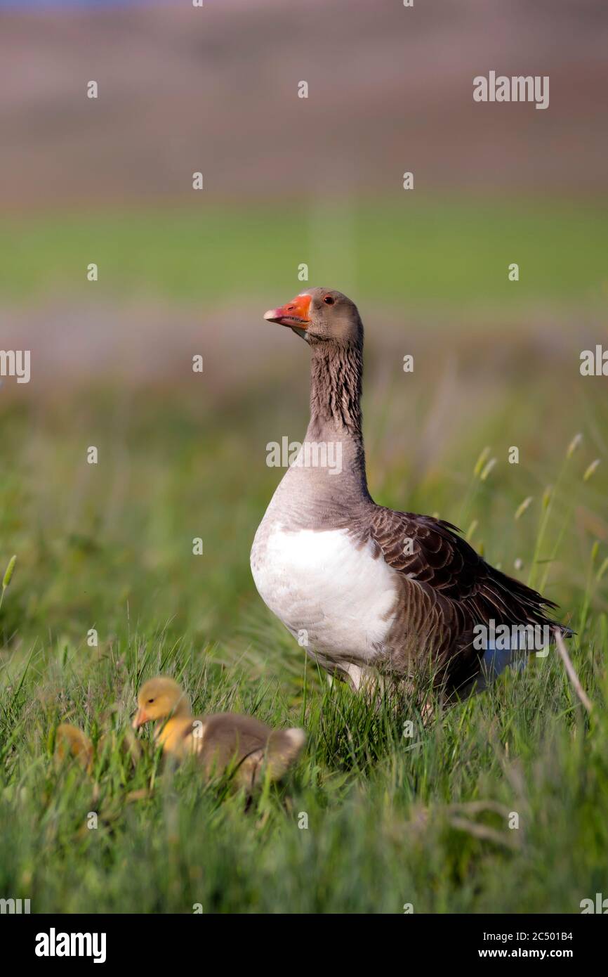 Goose family. Green nature habitat background. Birds: Greylag Goose ...